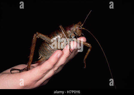 Giant Weta (Deinacrida heteracantha) female being fed a carrot by ...