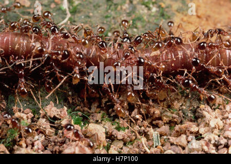 Marauder Ant (Pheidologeton diversus) nest chamber showing brood, prey ...