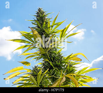 Cannabis/marijuana plants. Fresh cannabis plant. High resolution photo ...