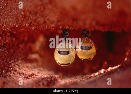 Honeypot Ant (Camponotus inflatus) repletes hanging from ceiling of ...