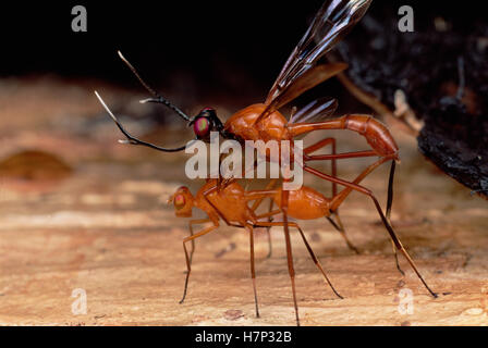 Stag Fly (Phytalmia cervicornis) female watches as two males prepare to ...
