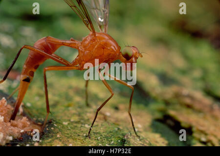 Stag Fly (Phytalmia cervicornis) female lays her eggs as the male keeps ...