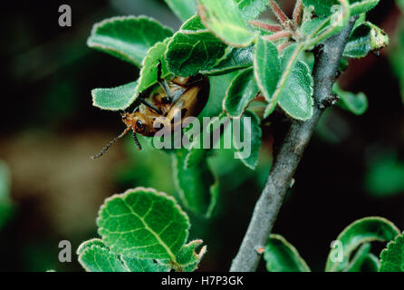Flea Beetle (Diamphidia nigroornata) larvae used to poison arrows are ...