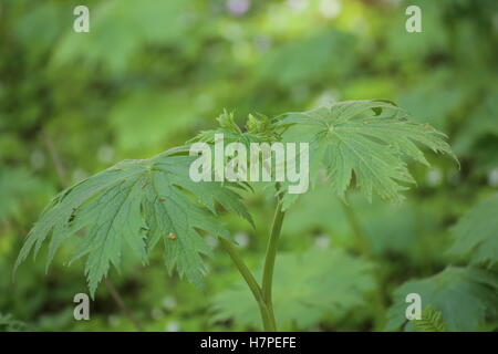 Young inflorescence of the northern wolfsbane (Aconitum lycoctonum ...