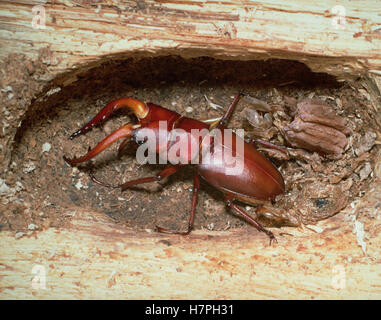 Saw Stag Beetle (Prosopocoilus inclinatus) molting at burrow in log ...