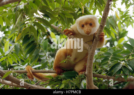 Spotted Cuscus (Phalanger maculatus) in tree, Papua New Guinea Stock ...