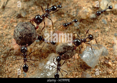 Marauder Ant (Pheidologeton diversus) workers removing debris that ...