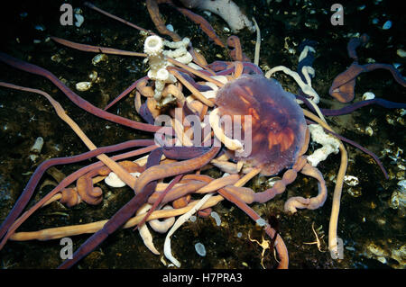 Proboscis Worm (Parborlasia corrugatus) group and Sea Stars (Odontaster ...