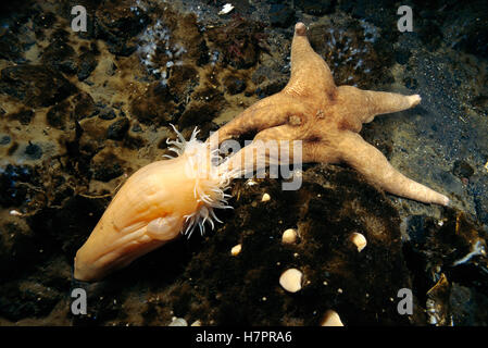 Spongivorous Sea Star (Perknaster fuscus antarcticus) in foreground ...