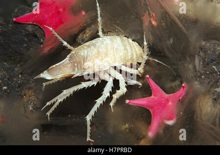 Giant Antarctic Isopod (Glyptonotus antarcticus), Palmer Station ...