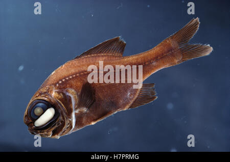 One-fin Flashlight Fish (Photoblepharon palpebratum) light organ under ...