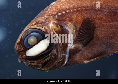 One-fin Flashlight Fish (Photoblepharon palpebratum) light organ under ...