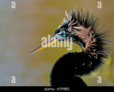 Closeup portrait of Anhinga Snakebird (Anhinga anhinga) hunting with ...
