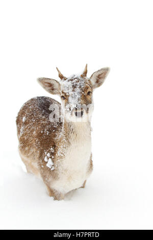 Fallow Deer does and fawn in winter / Dama dama Stock Photo - Alamy