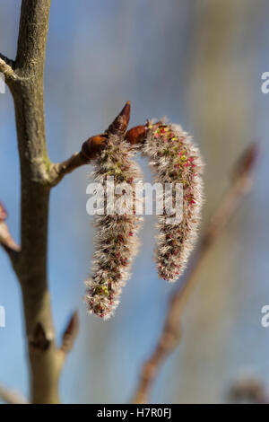 Zitterpappel, Zitter-Pappel, Pappel, Espe, Blüte, Blüten, Kätzchen ...