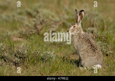 White-tailed Jack Rabbit (Lepus townsendii) grooming foot, central ...