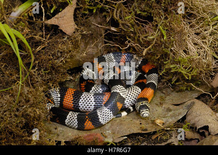 Milk Snake (Lampropeltis triangulum), mimics venomous coral snakes ...