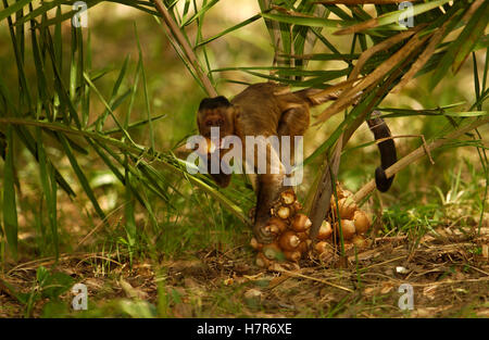 Brown Capuchin (Cebus apella) picking up Piassava Palm (Attalea ...