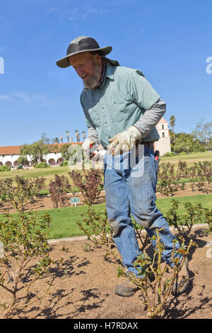 Gardener pruning roses in the garden. Selective focus. Nature Stock ...
