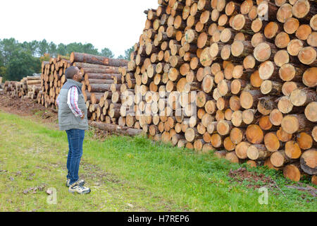 counting the pile of lumber Stock Photo - Alamy