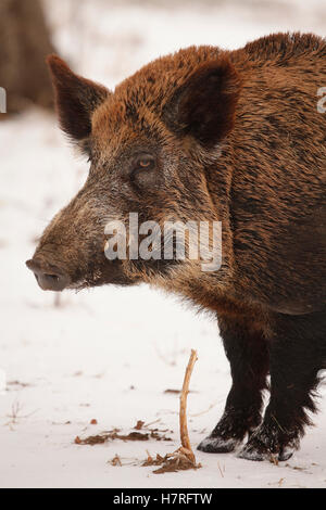 Teeth of the Hog Stock Photo - Alamy