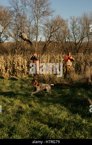 Upland Hunters Flushing Pheasants With Lab Stock Photo - Alamy