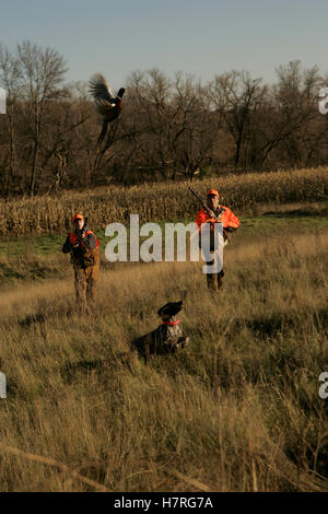 Upland Hunters Flushing Pheasants With Lab Stock Photo - Alamy