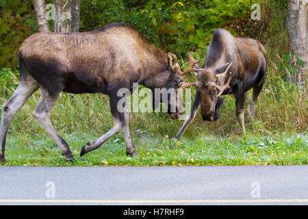 Two Captive Bull Moose Sparring With Each Other At The Alaska Stock ...