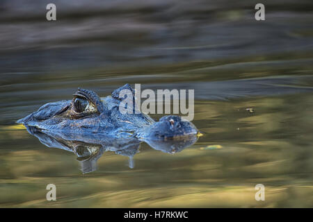 Portrait of caiman reflected in the water of a swamp, spectacled caiman ...