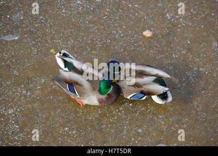 ducks in love Stock Photo - Alamy