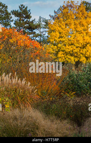 Autumn coloured ash tree in London Stock Photo - Alamy