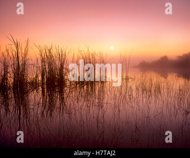 Reeds in Sweet Bay Pond, Everglades National Park, Florida Stock Photo ...