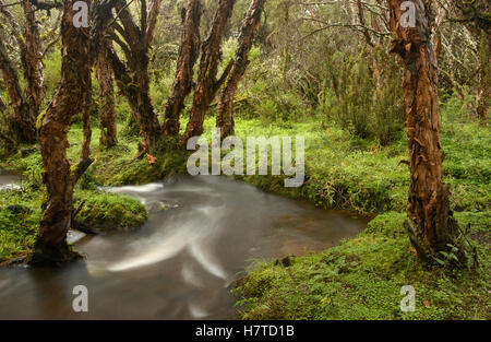Polylepis (Polylepis incana) forest and stream, the trees are an ...