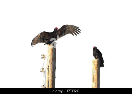 Turkey Vaulter drying wings on top of the wooden post Stock Photo - Alamy
