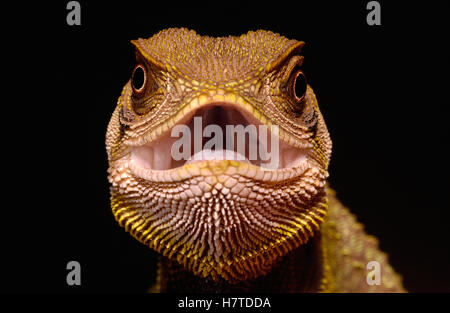 Bocourt's Dwarf Iguana (Enyalioides heterolepis), Esmeraldas, Choco ...