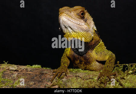 Bocourt's Dwarf Iguana (Enyalioides heterolepis), Esmeraldas, Choco ...