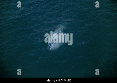 Blue Whale (Balaenoptera musculus) filter feeding, endangered, Sea of ...