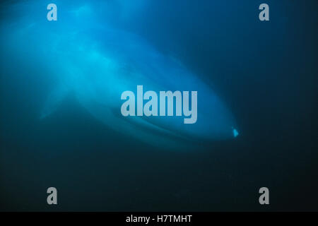 Blue Whale (Balaenoptera musculus) filter feeding, extended gular pouch ...