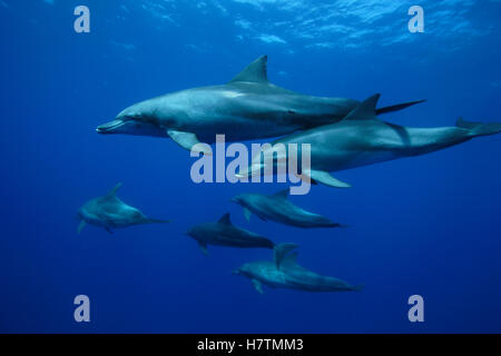 Indo-Pacific Bottlenose Dolphin (Tursipos aduncus) trio, Ogasawara ...