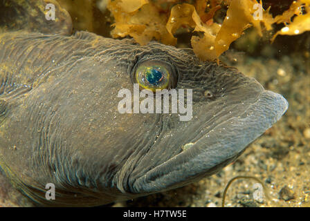 North-atlantic Ocean Pout (Macrozoarces americanus) portrait, Nova ...