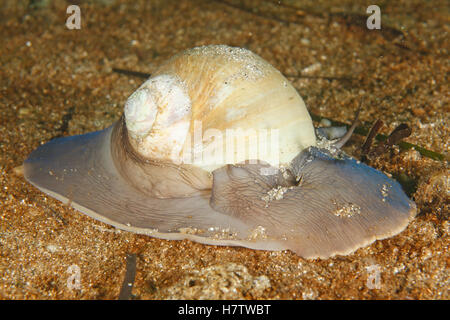 Northern Moon Snail (Polinices heros) crawling on the ocean floor, Nova ...