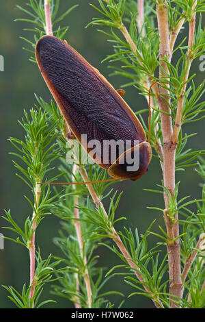 Cape Mountain Cockroach (Aptera fusca) female abdomen, South Africa ...