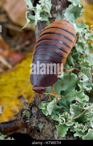 Cape Mountain Cockroach (Aptera fusca) female abdomen, South Africa ...
