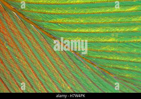 Close up of feather showing interlocking barbules Stock Photo - Alamy