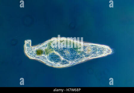 Rotifer (Rotaria rotatoria) a microscopically small animal with a ...
