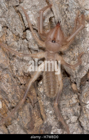 Sun Spider (Solifuga) does not have venom glands, their large ...