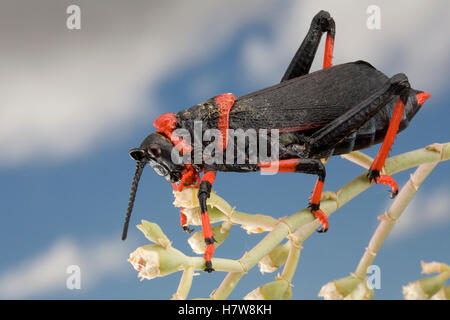 Koppie Foam Grasshopper (Dictyophorus spumans) in shrubland, Cederberg ...