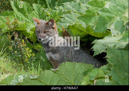 Darwin's Zorro (Lycalopex fulvipes) a critically endangered fox, Chiloe ...