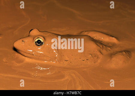 African Bullfrog (Pyxicephalus adspersus) in mud, introduced species ...
