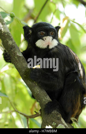 Spix's Mustached Tamarin (Saguinus mystax), breeding facilities at ...